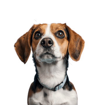 Dr. Paws Choice - Products Promoting Your Pets Healthy & Clean Life