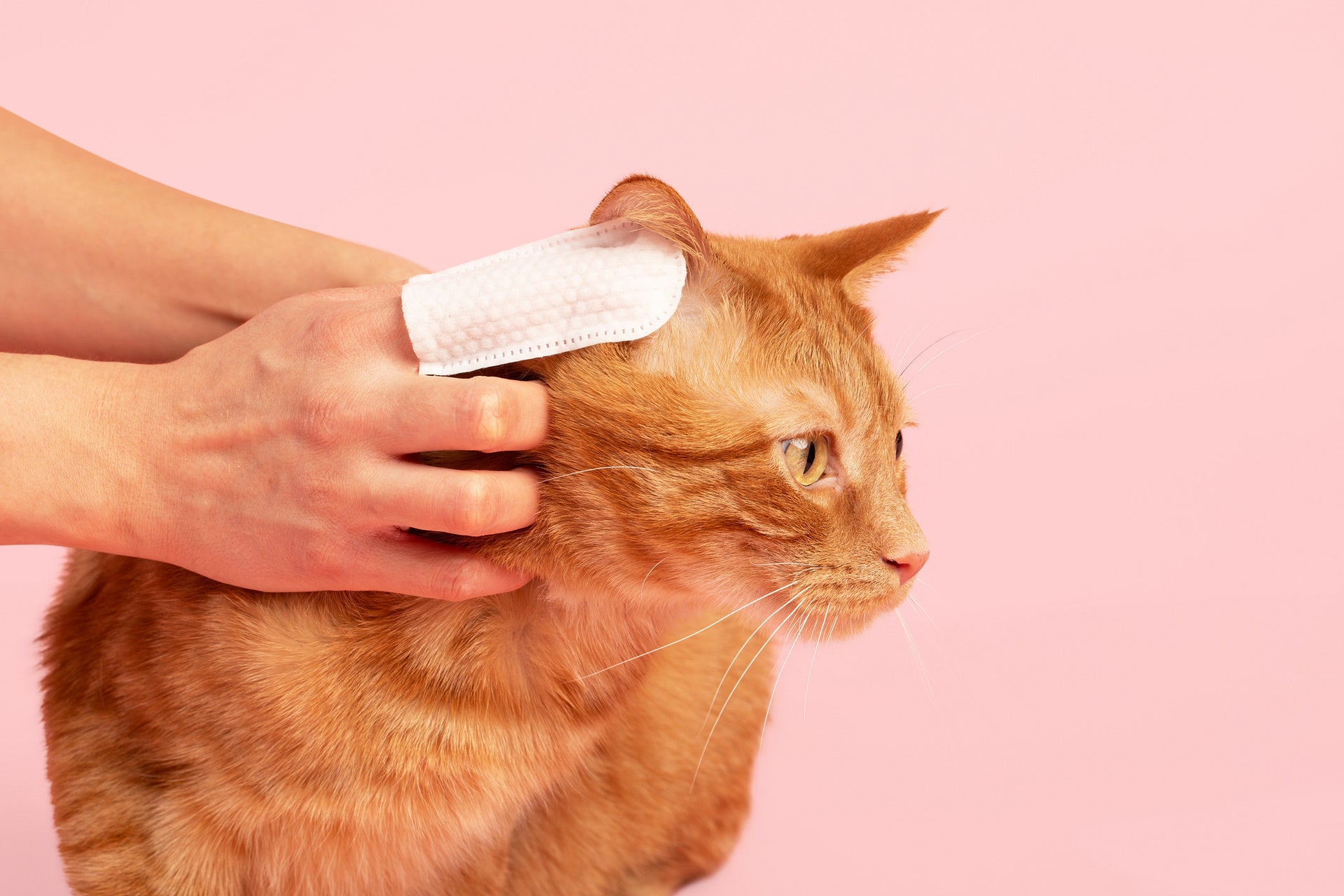 Dr. Paws Choice - Products Promoting Your Pets Healthy & Clean Life